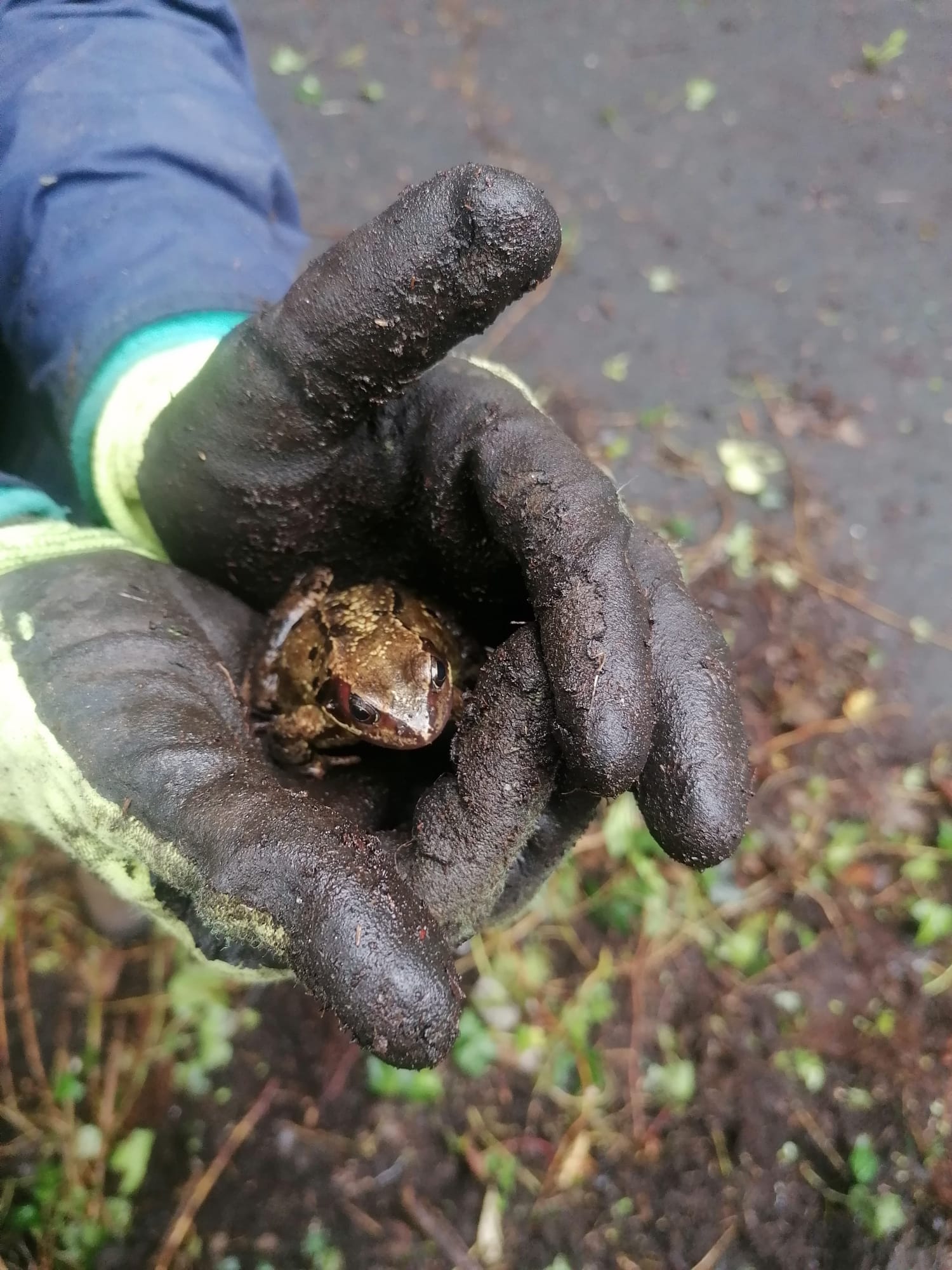 Acumen Waste Management and the Guardians of Nature